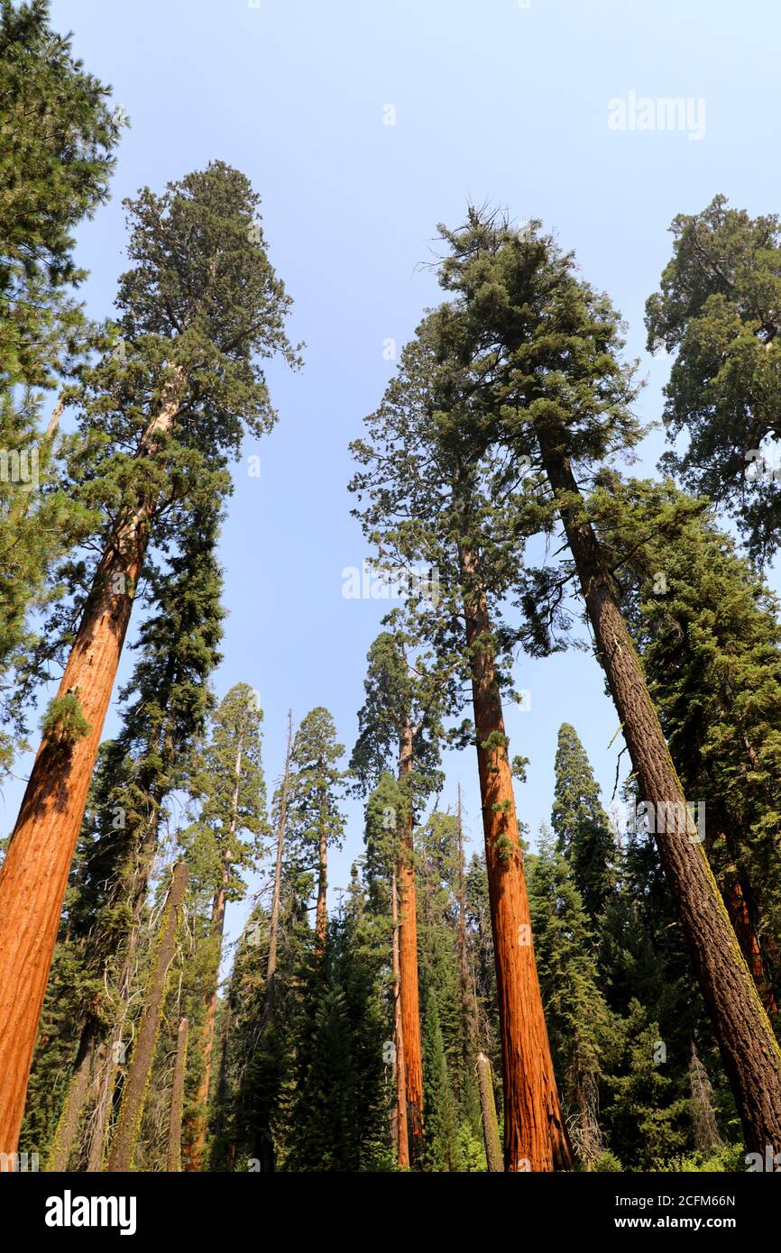 Giant Trees in Sequoia National Park, Sierra Nevada California, USA ...