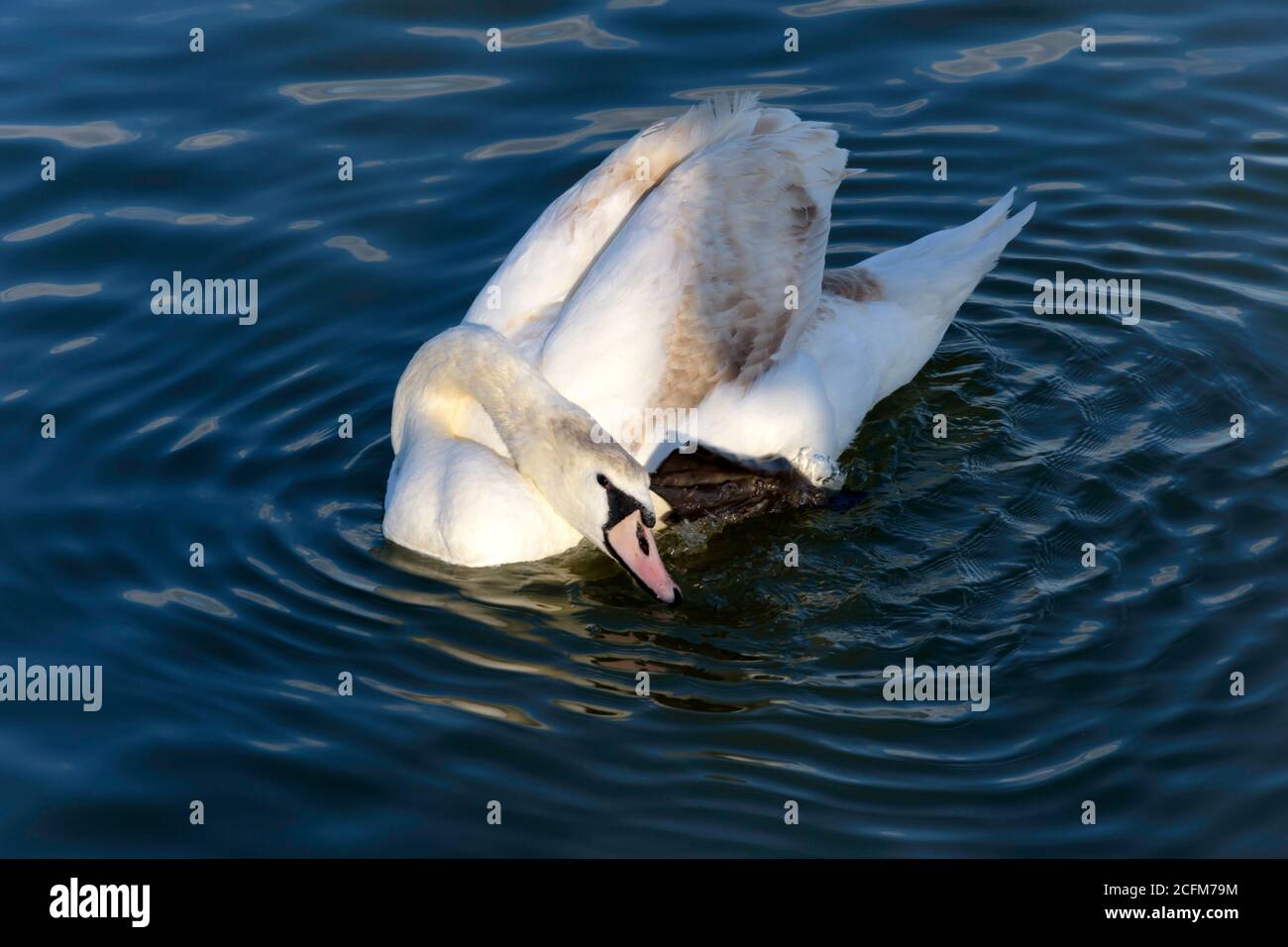 A swan looking at the camera Stock Photo - Alamy