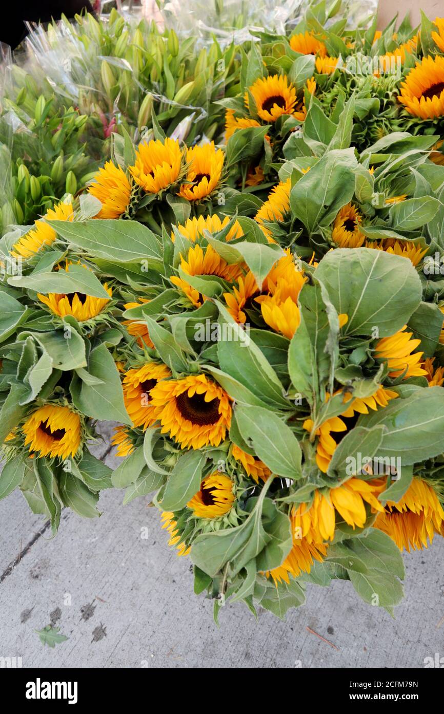 Dwarf sunflowers hi-res stock photography and images - Alamy