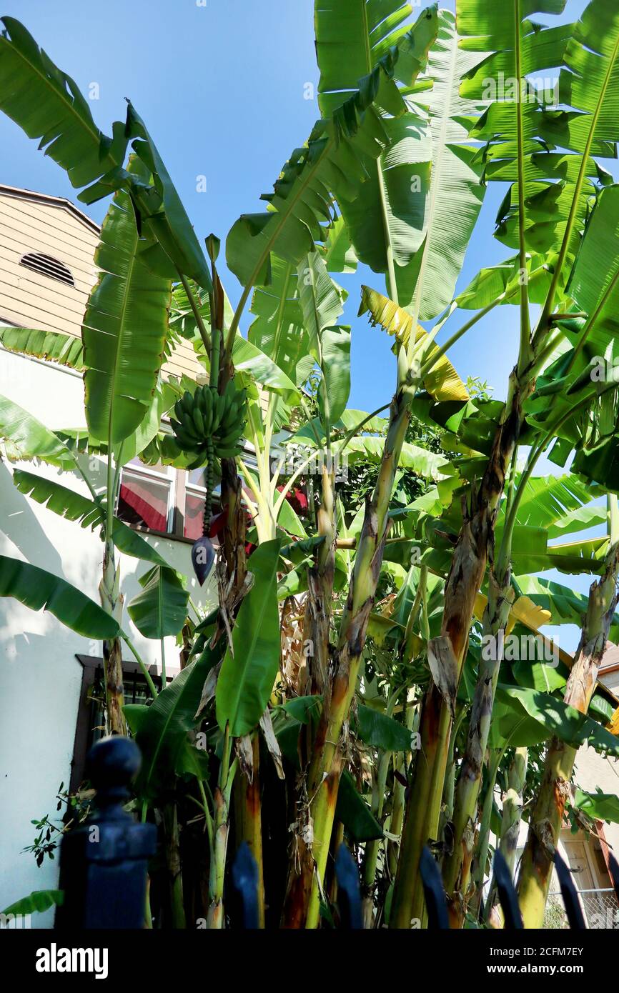 Banana palm hi-res stock photography and images - Alamy