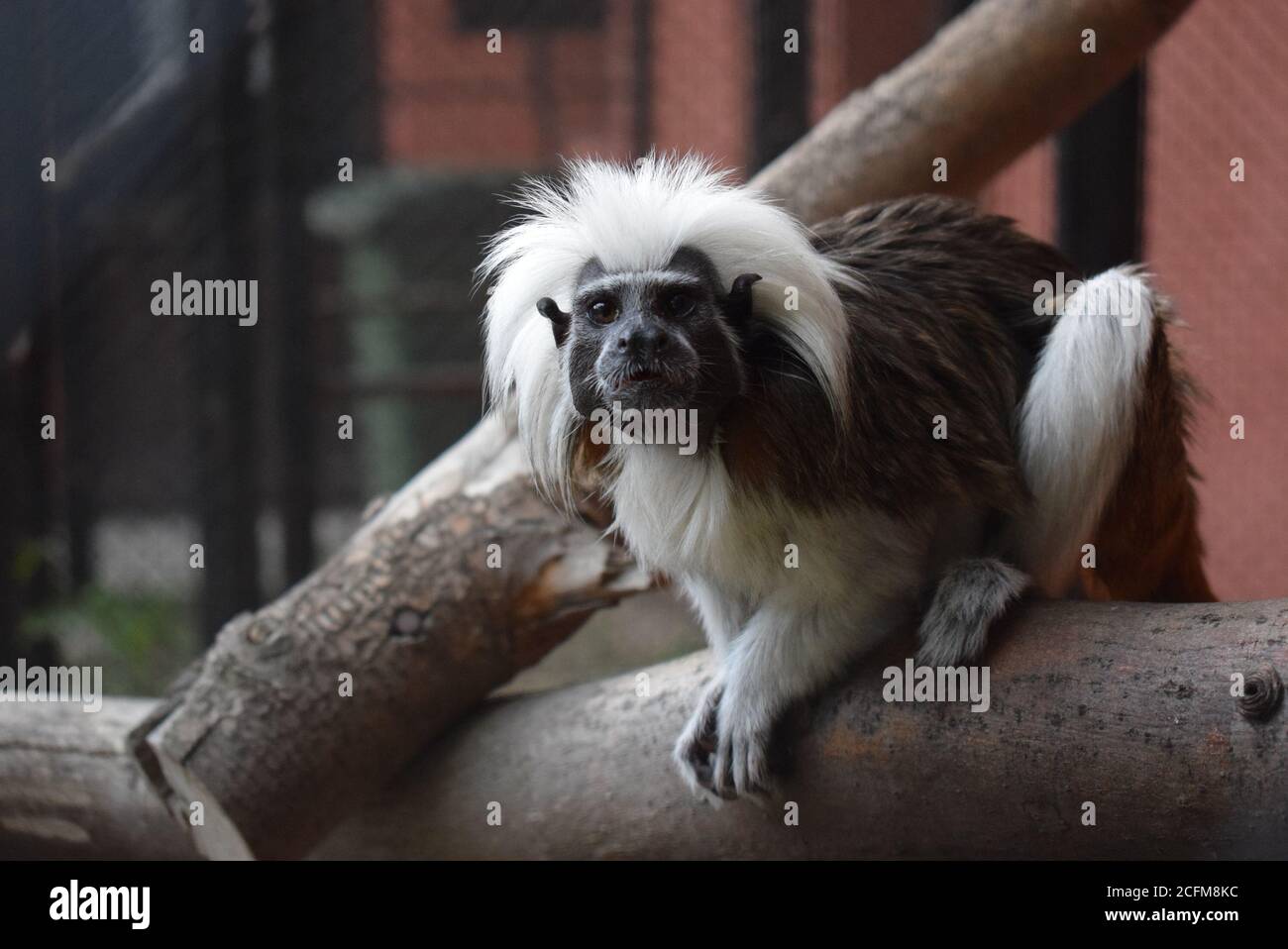 Pet marmoset hi-res stock photography and images - Alamy