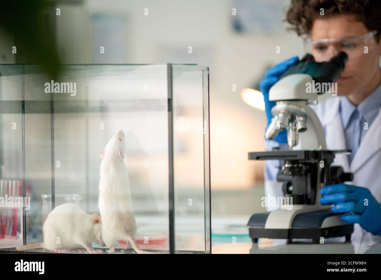 Researcher studying antibodies in microscope while making experiment ...