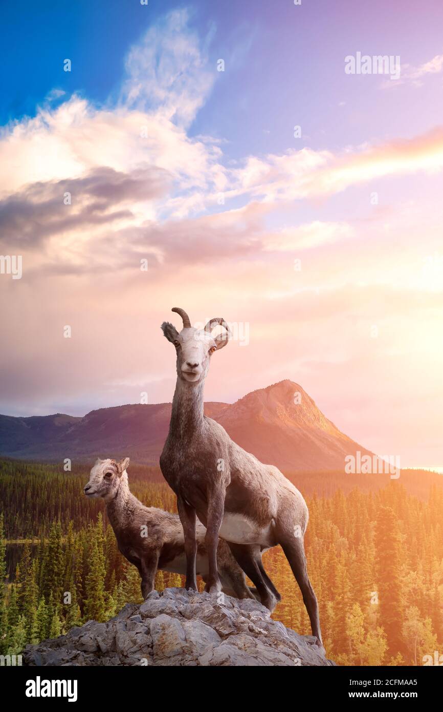 Mountain Sheep on a Rocky Cliff Stock Photo - Alamy