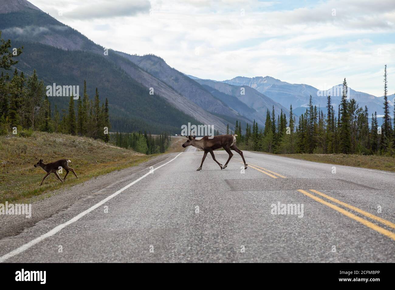 Cariboo family walking on a scenic road during a cloudy morning sunrise ...