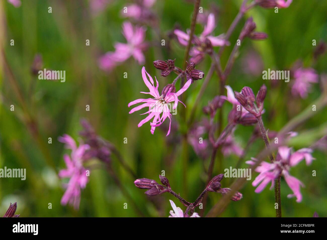 Commonly called ragged robin hi-res stock photography and images - Alamy