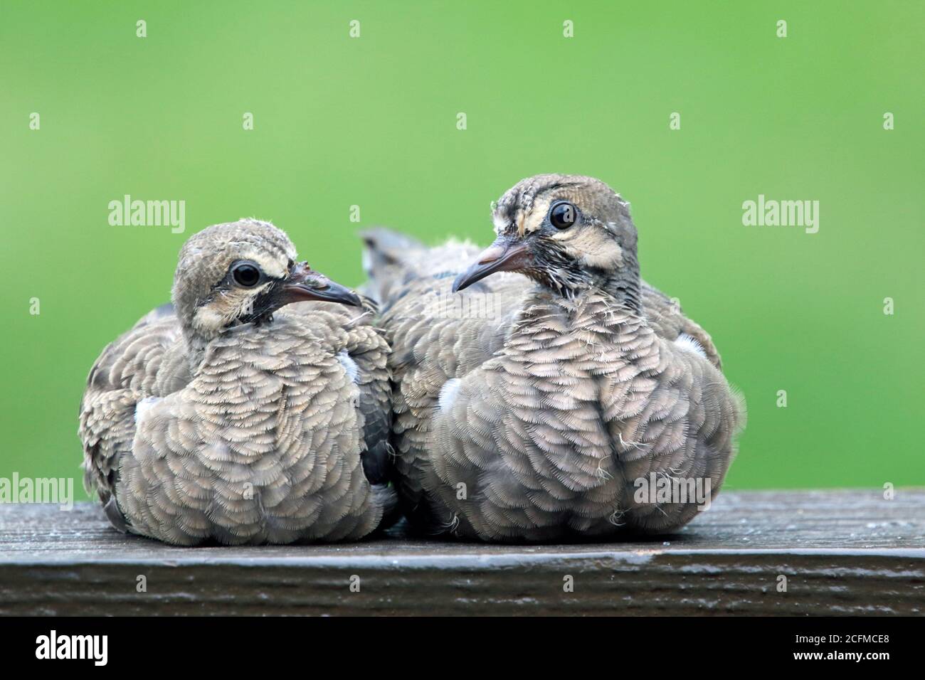 Two turtle dove hi-res stock photography and images - Alamy