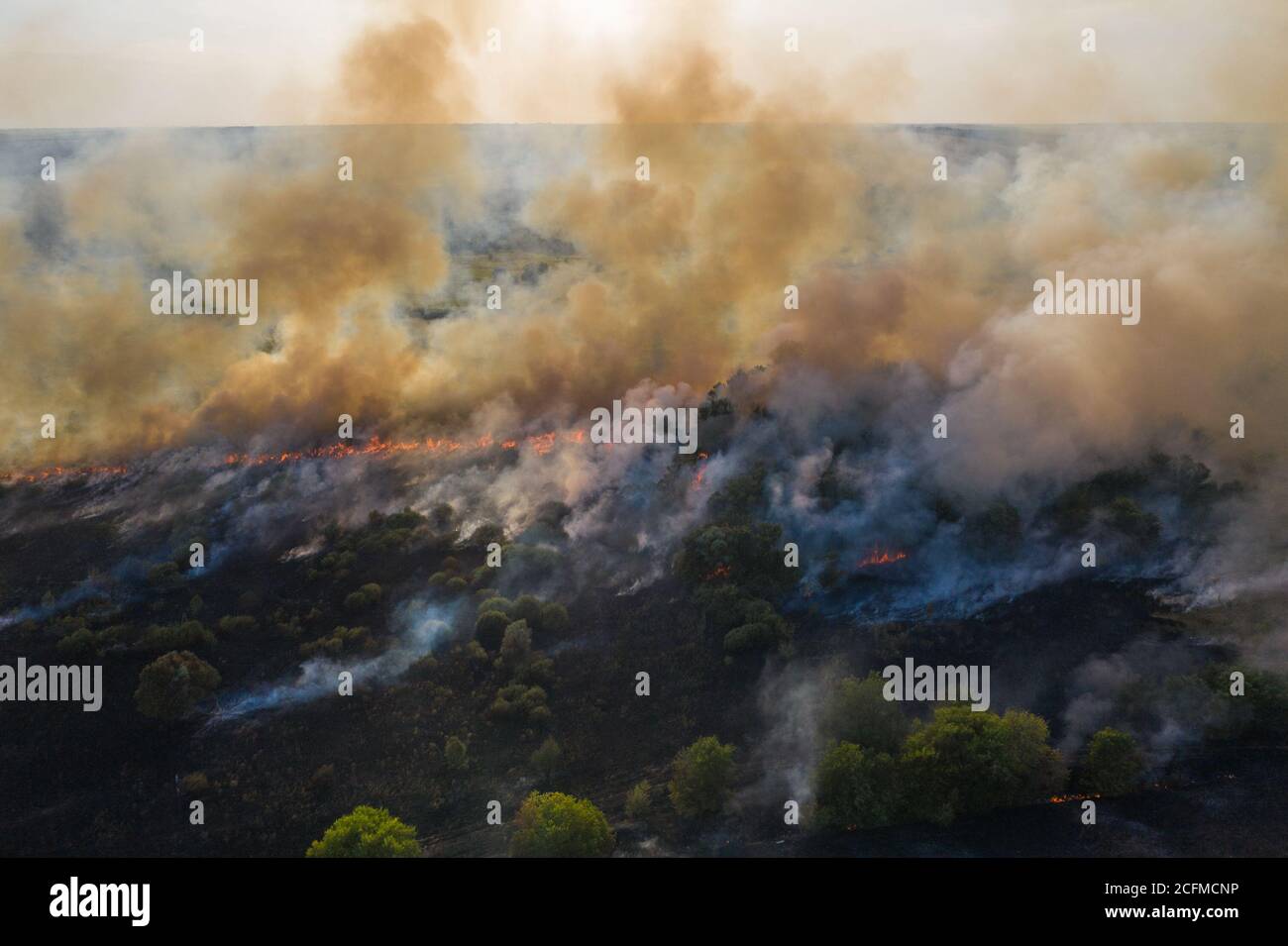 Forest fire, trees burning in dry season. Nature in smoke, wildfire ...