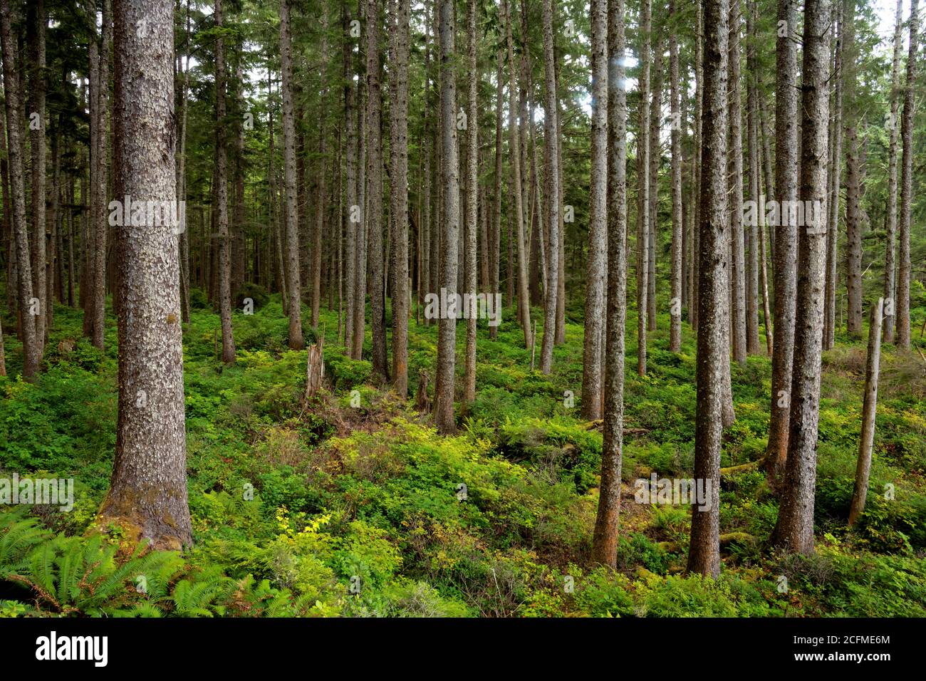 Old growth forest trees hi-res stock photography and images - Alamy