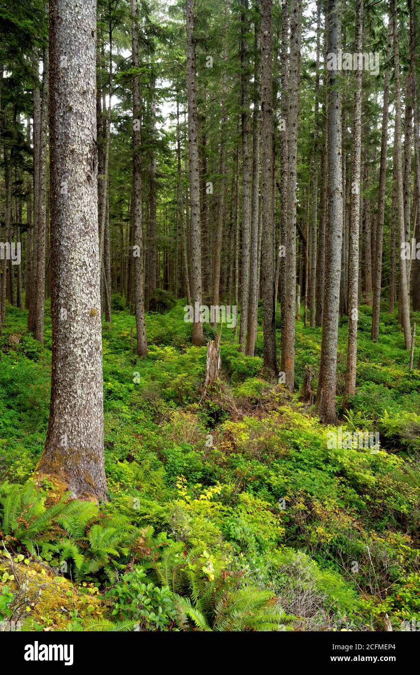 Old growth coastal forest on Washington Coast, Scotts Bluff, Olympic ...