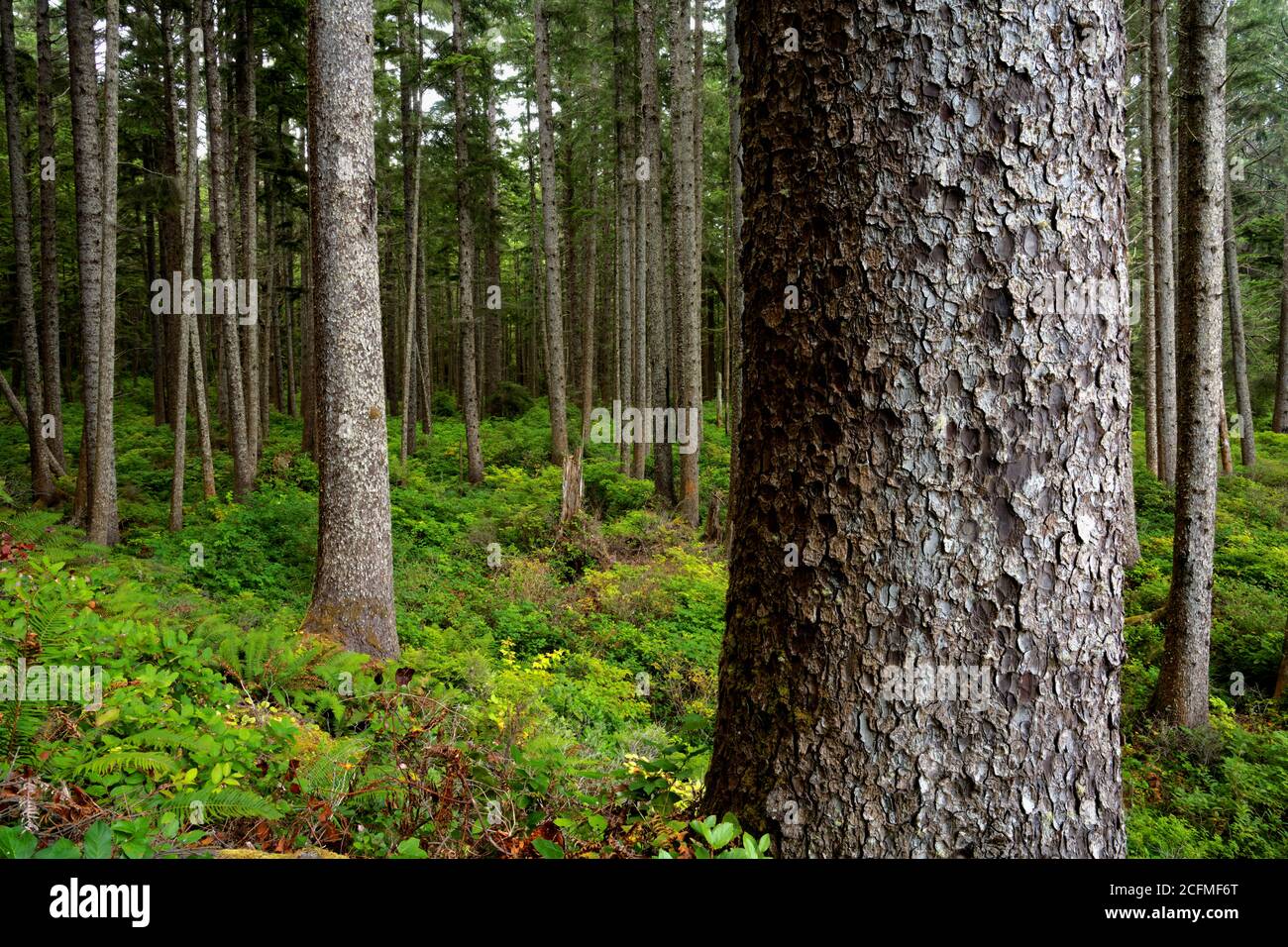 Old growth forest trees hi-res stock photography and images - Alamy