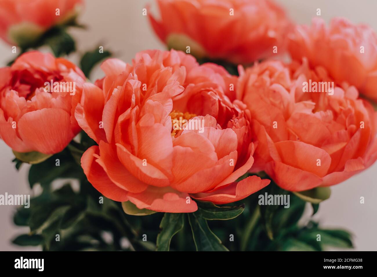 gorgeous peonies top view / beauty Stock Photo - Alamy