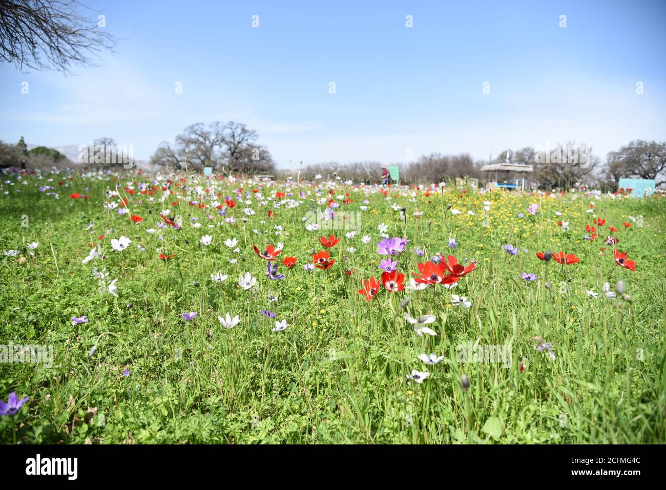 flowers blooming in the israel galilee Stock Photo - Alamy