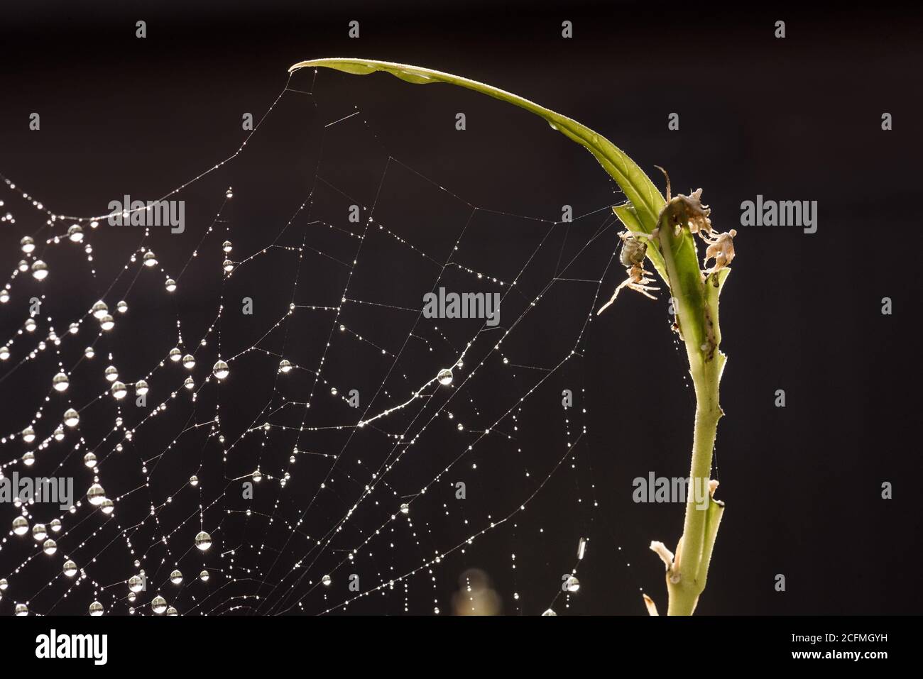 Gomphocarpus fruticosus hi-res stock photography and images - Alamy