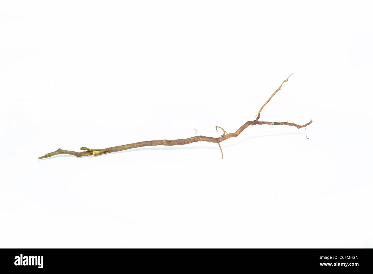 Roots of plant isolated on white background Stock Photo - Alamy