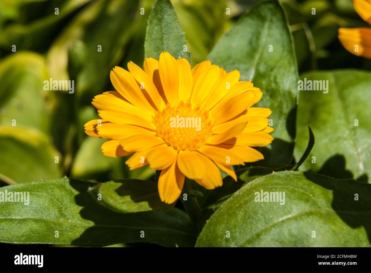 Calendula officinalis, the pot marigold Stock Photo - Alamy