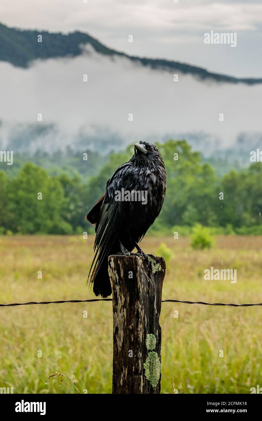 Majestic Crow on Fence Post Stock Photo - Alamy