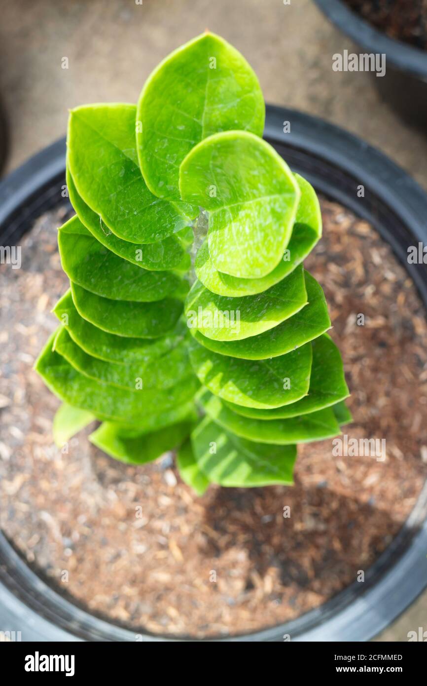 Zanzibar Gem plant in exterior garden, stock photo Stock Photo - Alamy