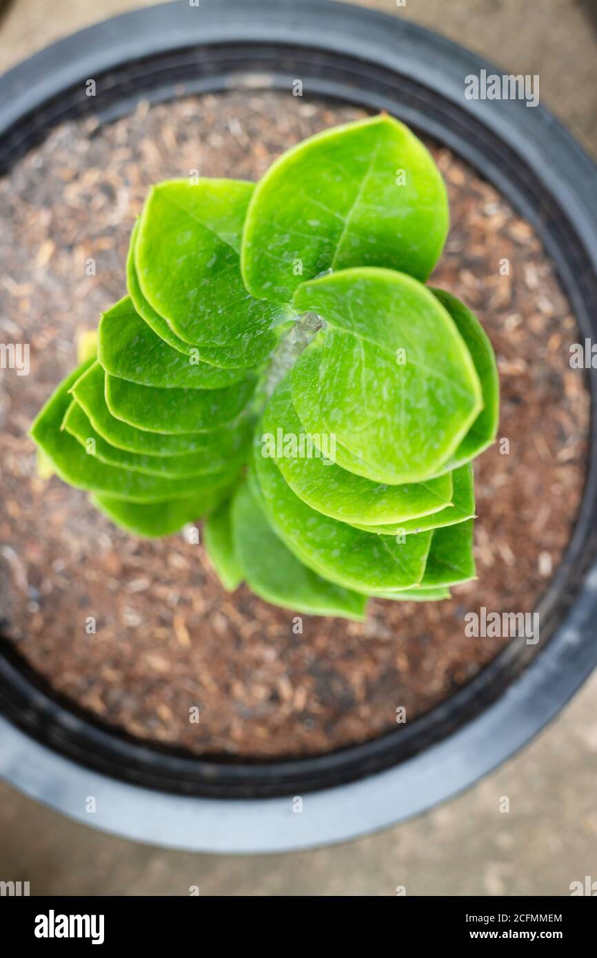 Zanzibar Gem plant in exterior garden, stock photo Stock Photo - Alamy