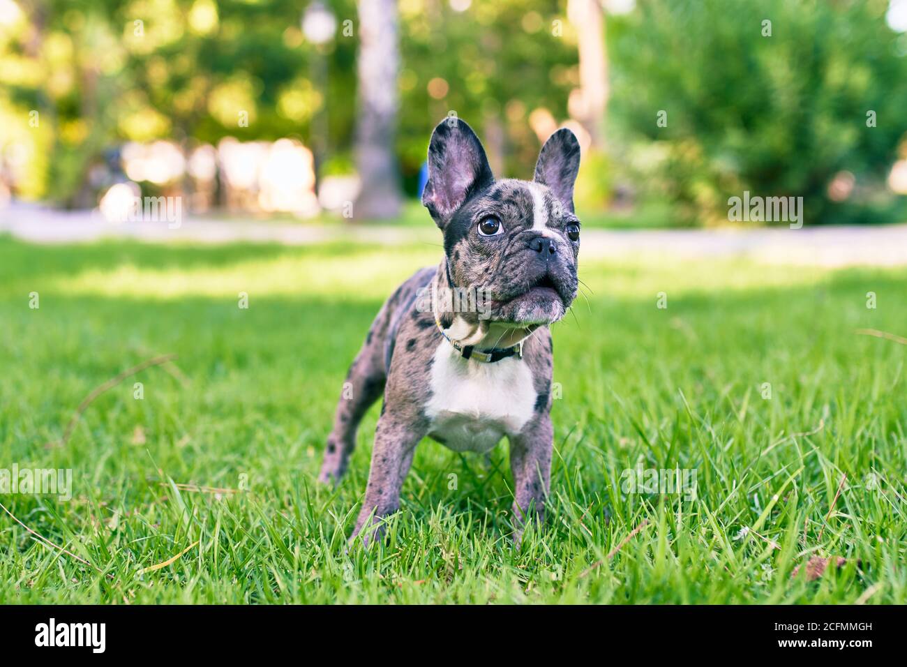 Beautiful puppy spotted french bulldog happy at the park outdoors Stock ...