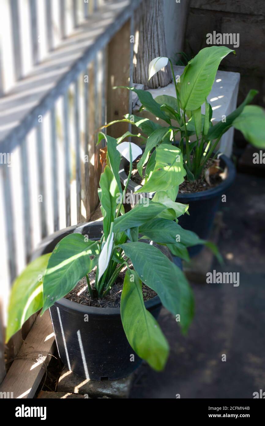 Peace Lily plant in outdoors garden, stock photo Stock Photo - Alamy