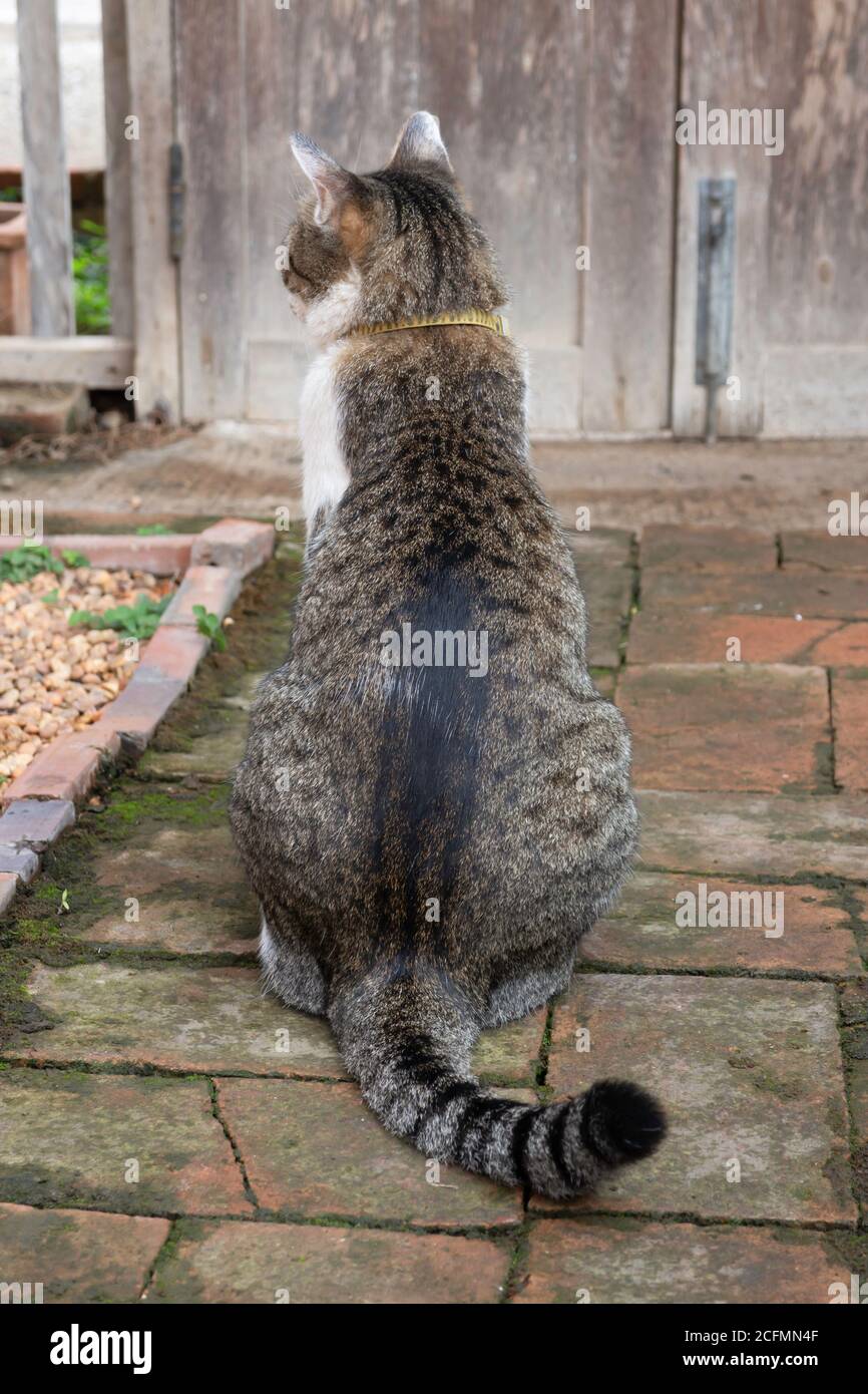 Chilling pets hi-res stock photography and images - Alamy