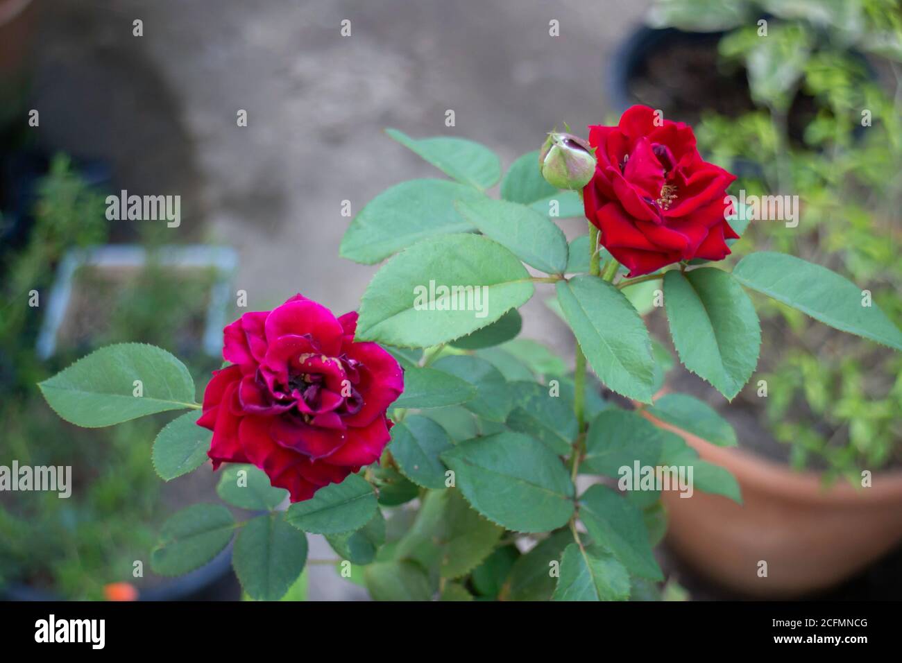 Closed rose buds hi-res stock photography and images - Alamy