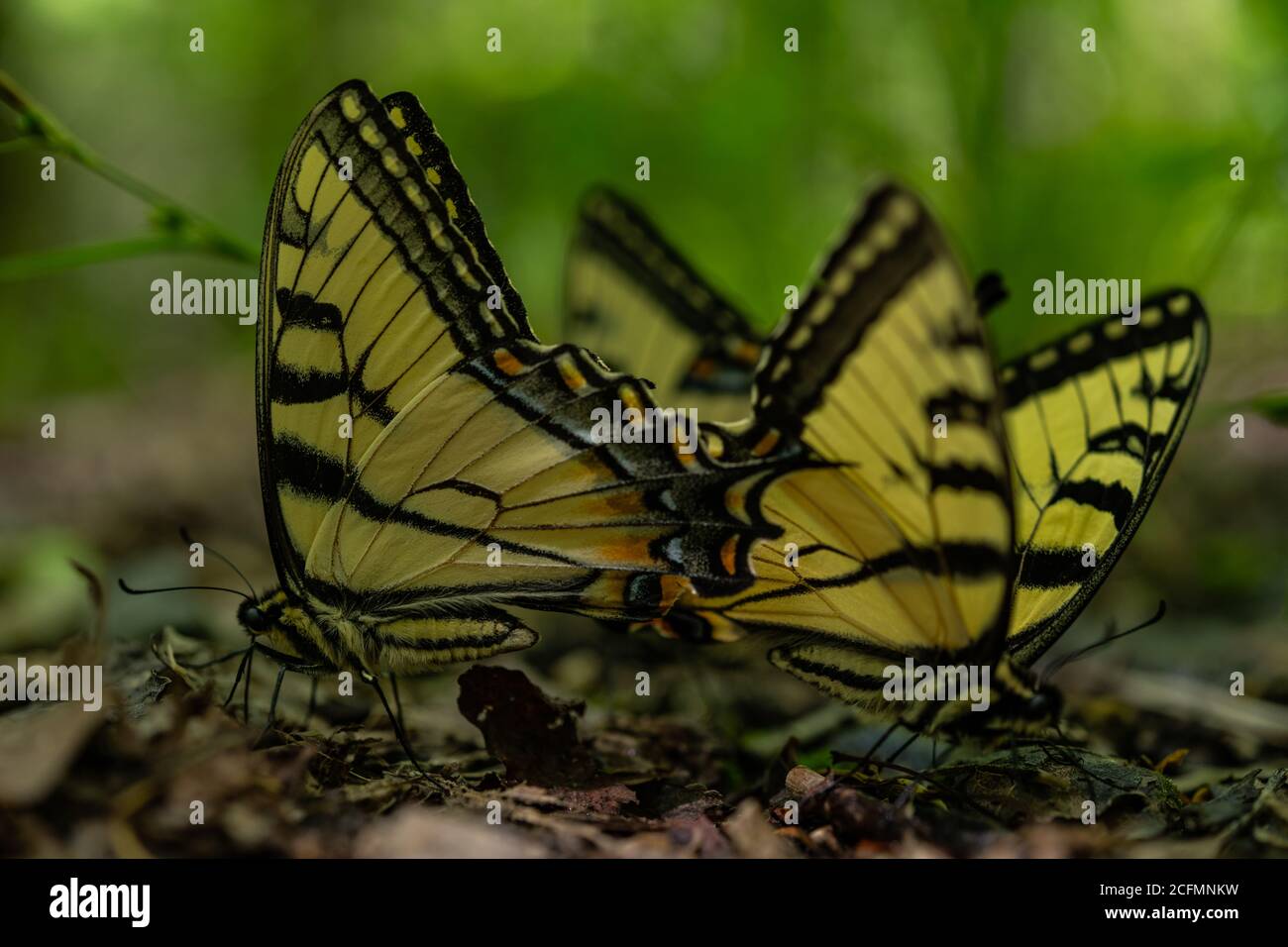 Multiple butterflies hi-res stock photography and images - Alamy