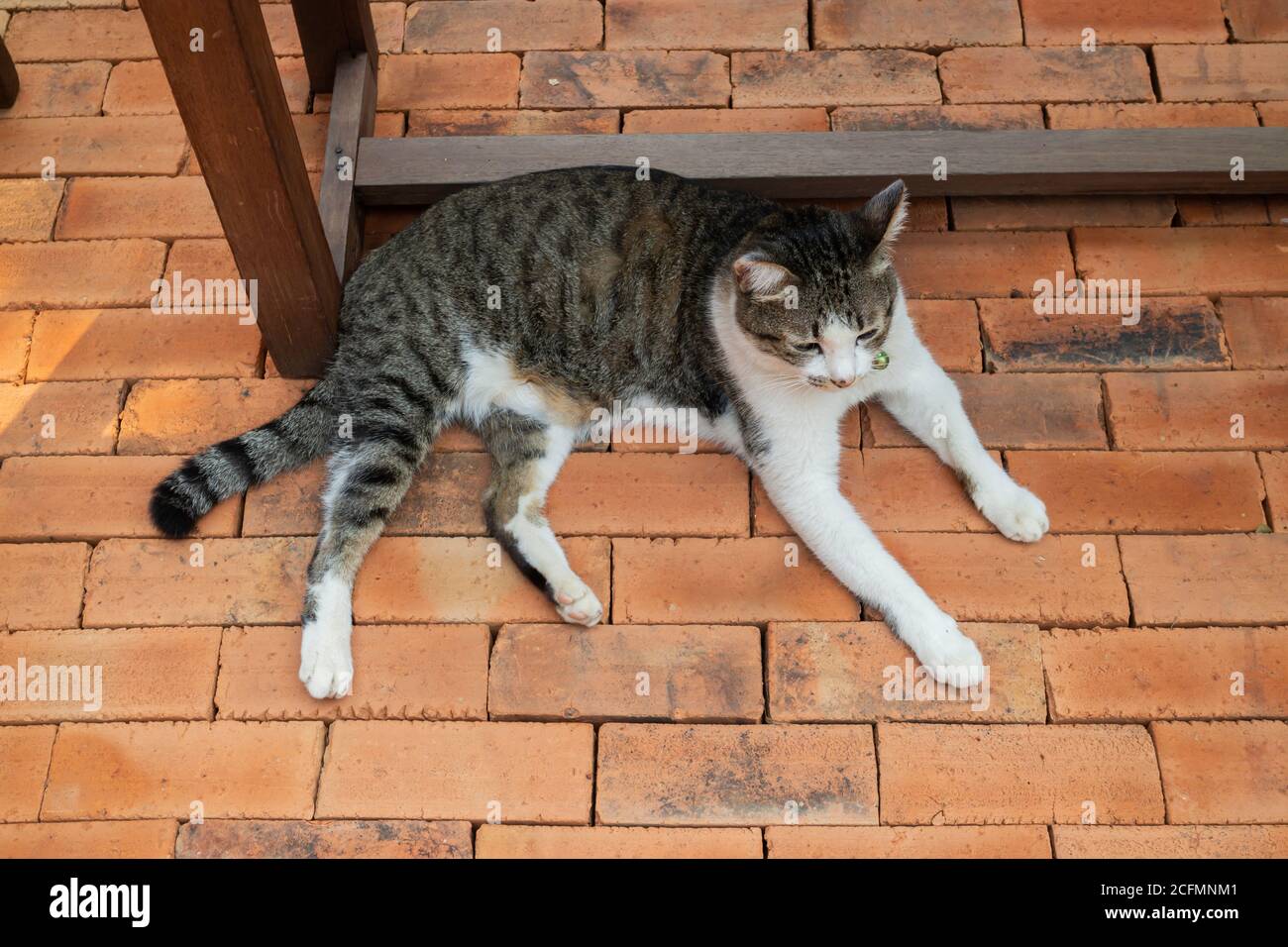 Cat chilled on brick floor background, stock photo Stock Photo - Alamy