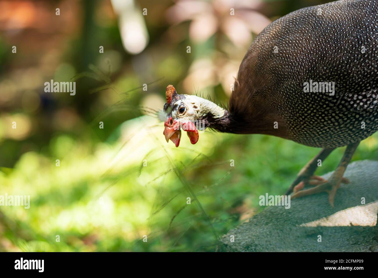 Pearl guinea fowl hi-res stock photography and images - Alamy