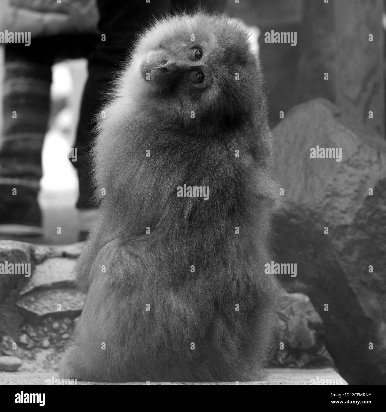 Japanese macaque monkeys Black and White Stock Photos & Images - Alamy