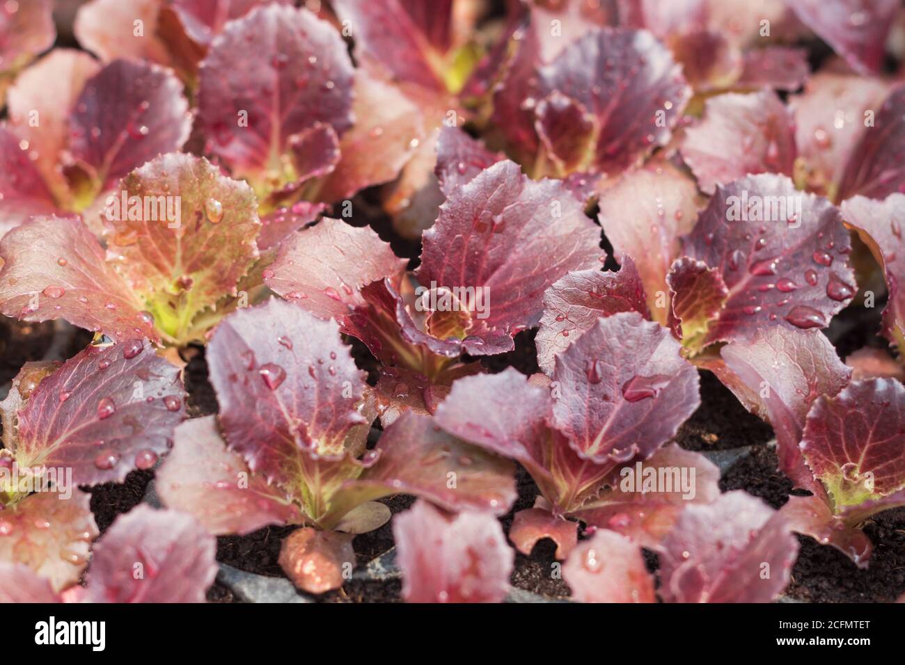 Red batavia garden hi-res stock photography and images - Alamy