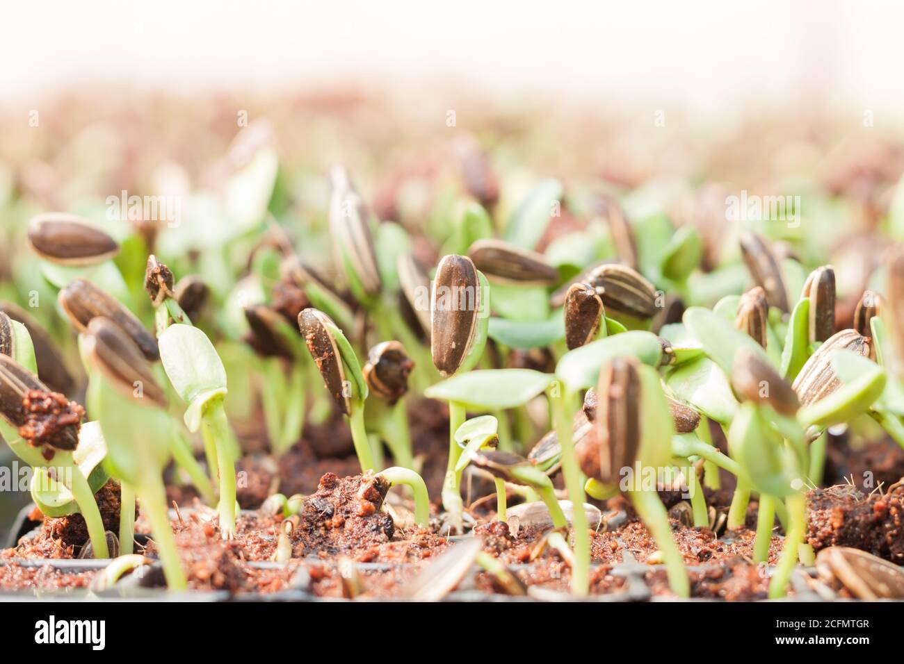 Sunflower seeds sprout in organic farm, stock photo Stock Photo - Alamy