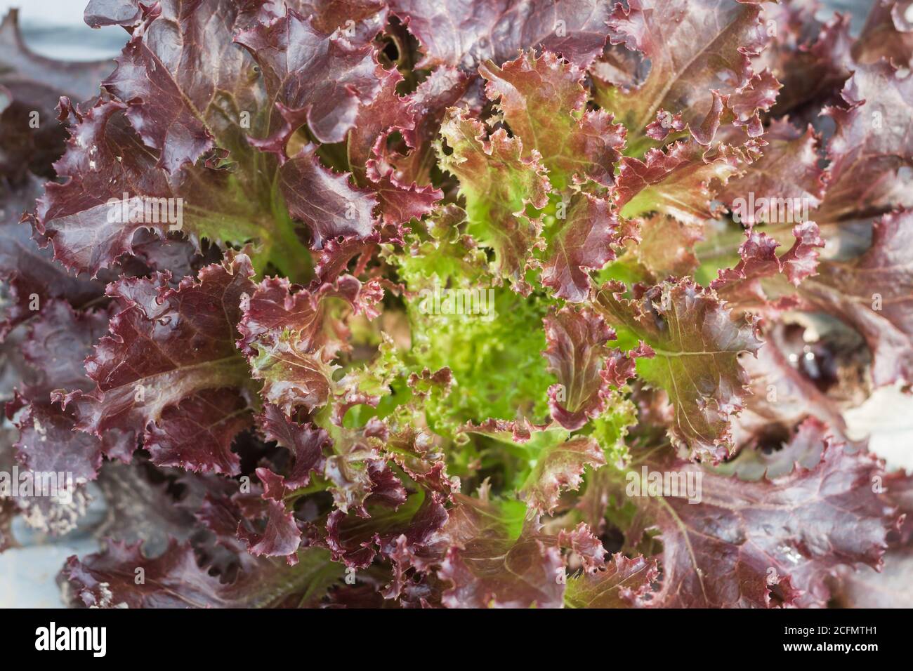Red batavia garden hi-res stock photography and images - Alamy