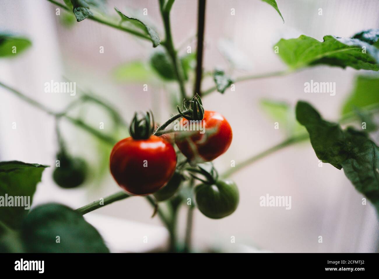 Cherry tomato plant balcony hi-res stock photography and images - Alamy