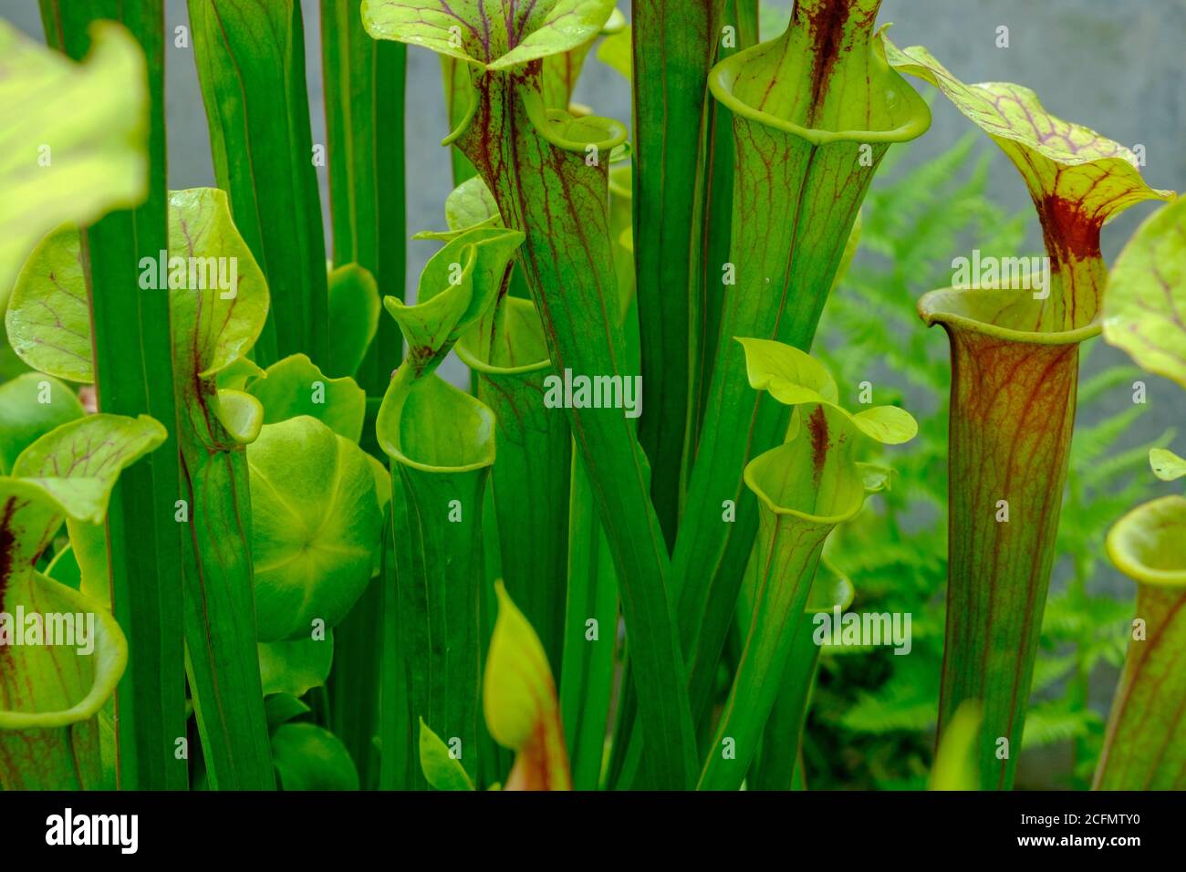 Carnivorous yellow pitcher plants, Sarracenia flava, Kew Gardens ...