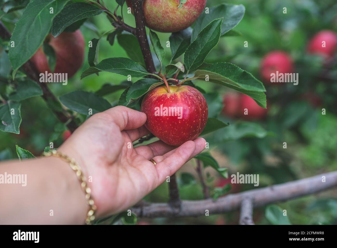Apple picking hi-res stock photography and images - Alamy