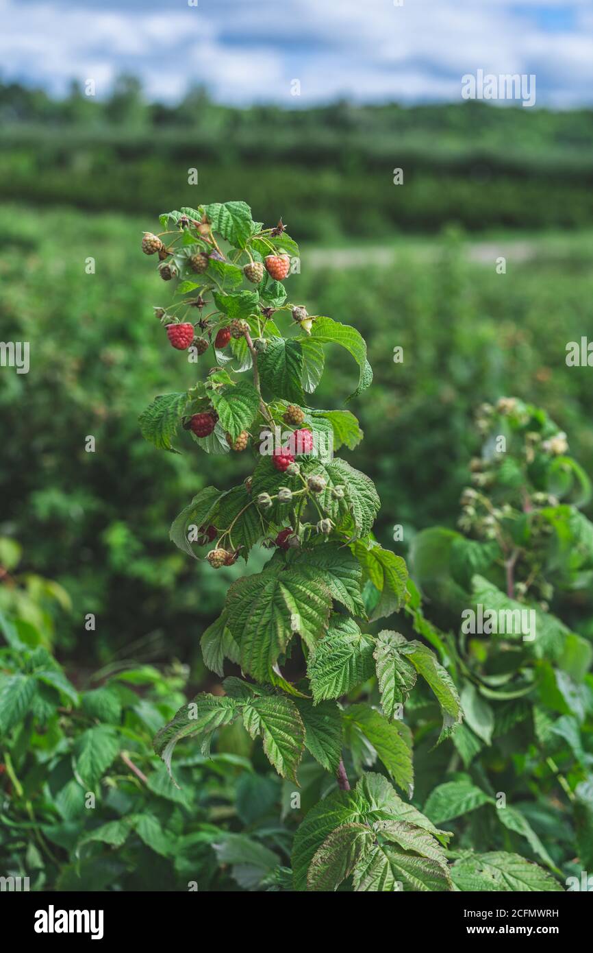 Farmers picking fruits hi-res stock photography and images - Alamy
