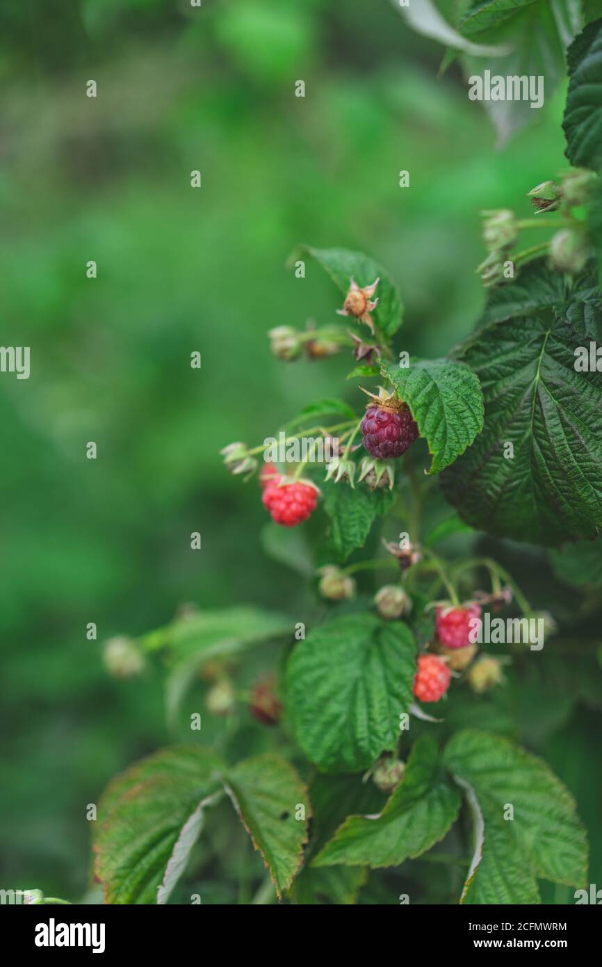 Farmers picking fruits hi-res stock photography and images - Alamy