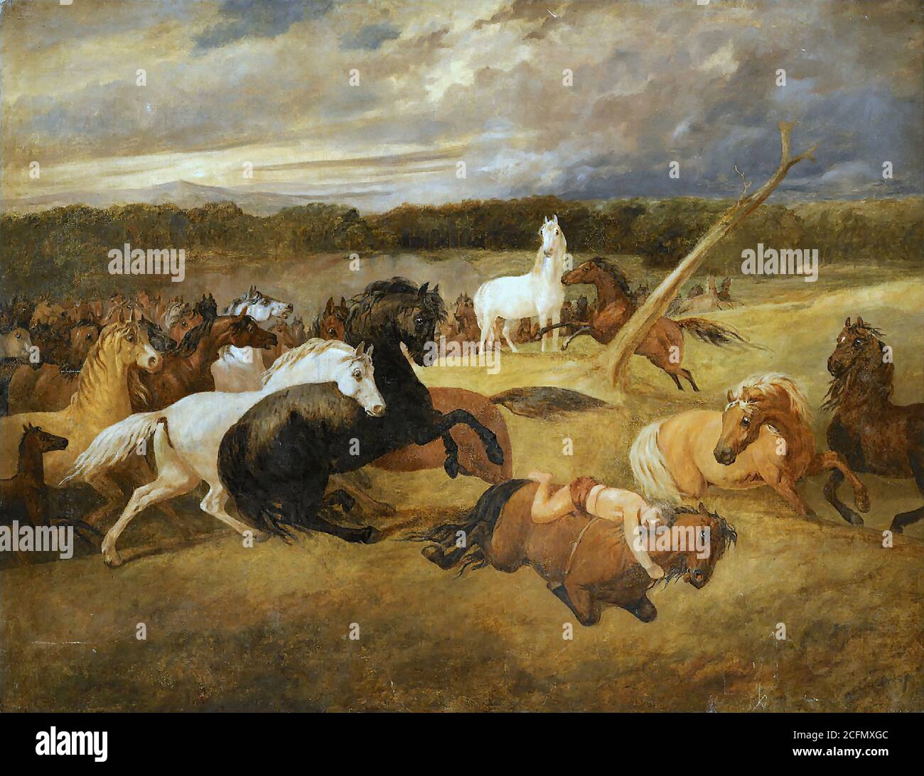 Woodward Thomas - Mazeppa - British School - 19th Century Stock Photo ...