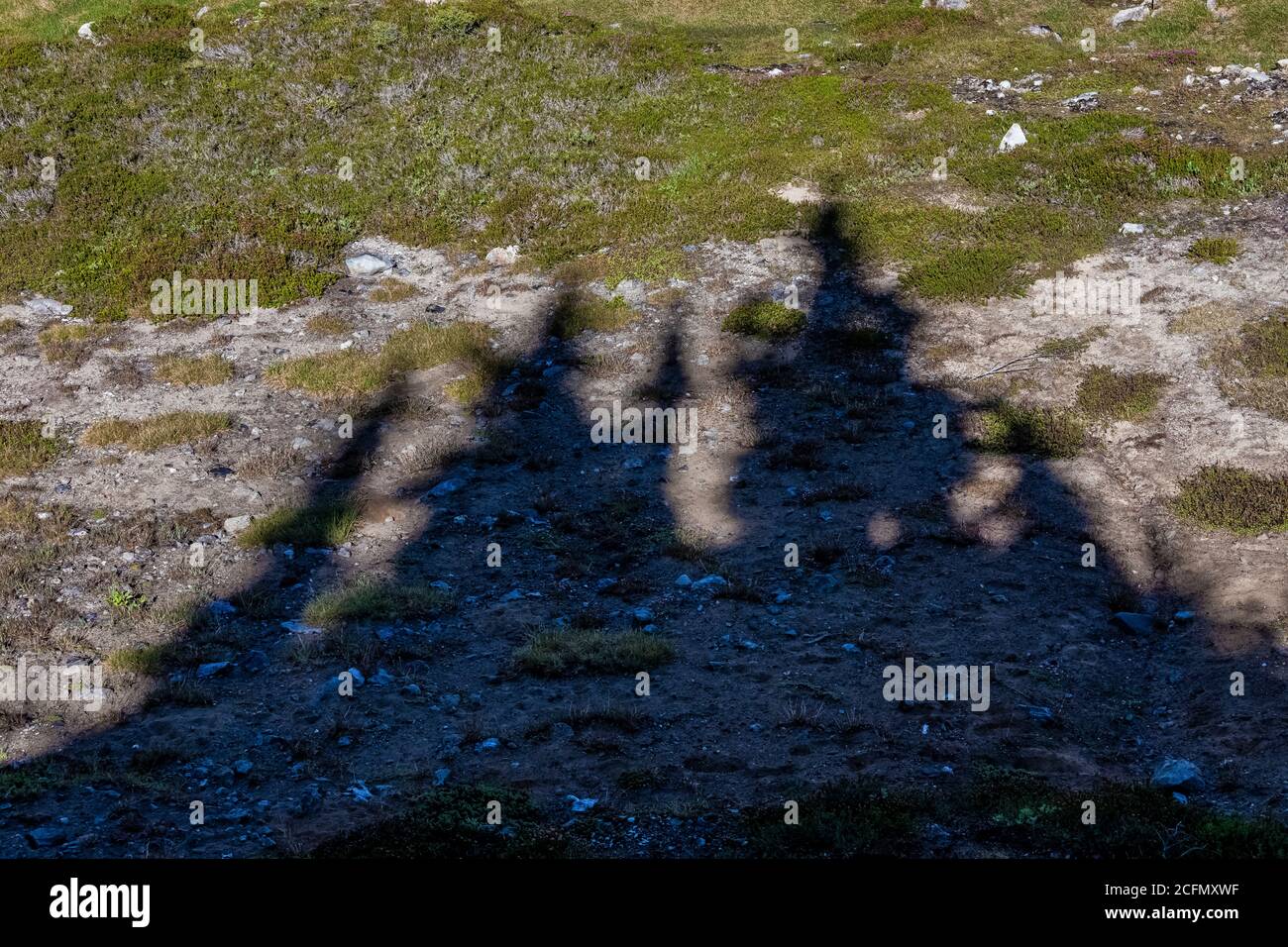 Conifer tree shadows along Cascade Pass Trail, North Cascades National ...