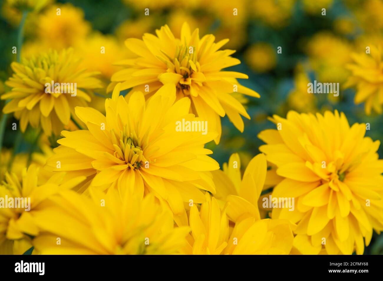 Bright yellow perennial Golden Glow, Rudbeckia laciniata double ...