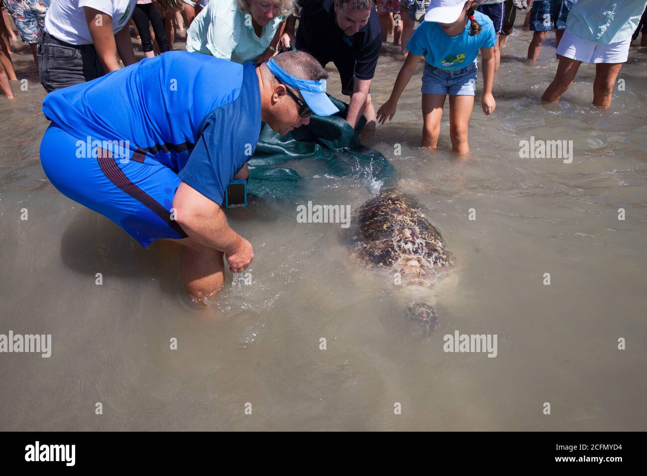 Rehabilitated Green Sea Turtle (Chelonia mydas) being released back to ...