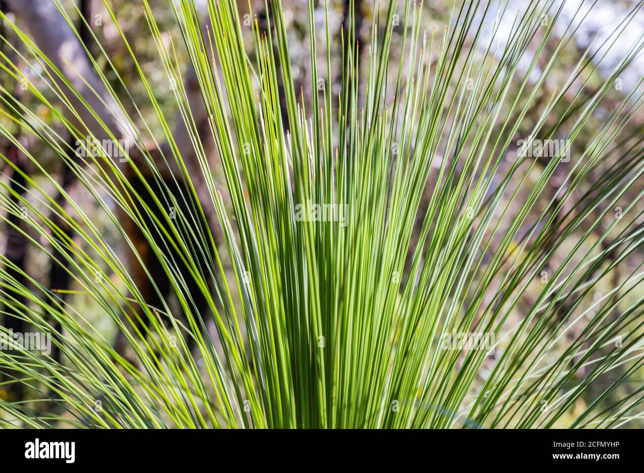 Grass tree (Xanthorrhoea australis). Brisbane Water National Park ...