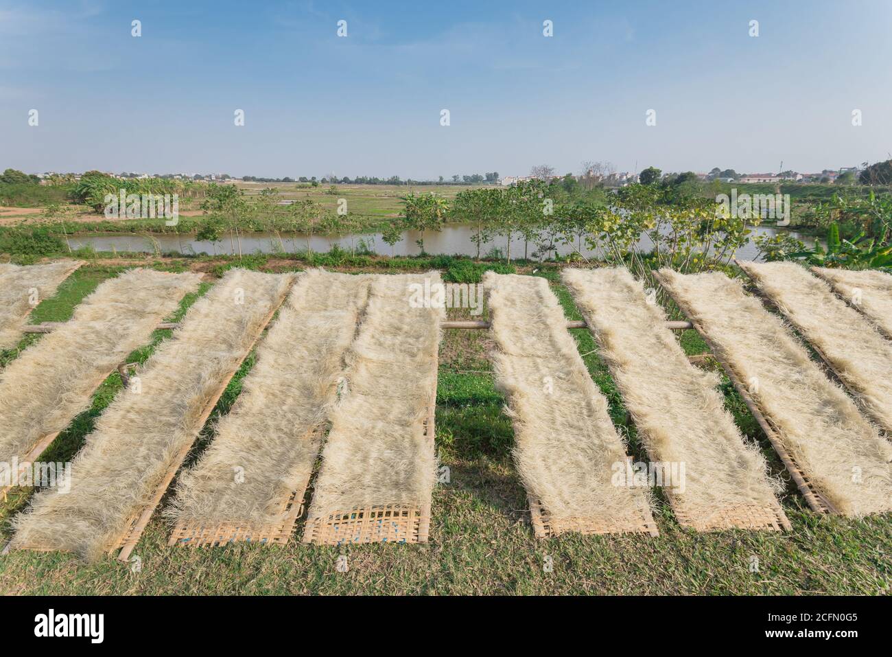 Natural way to dry out Vietnamese rice vermicelli drying in the ...