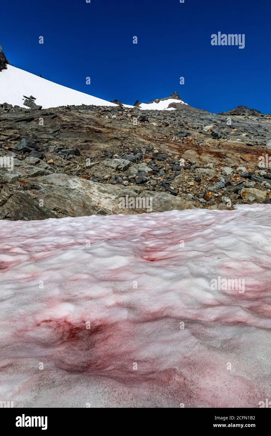 Chlamydomonas nivalis watermelon snow hi-res stock photography and ...