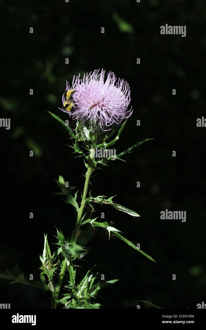 A purple milk thistle flower growing in the fields Stock Photo - Alamy