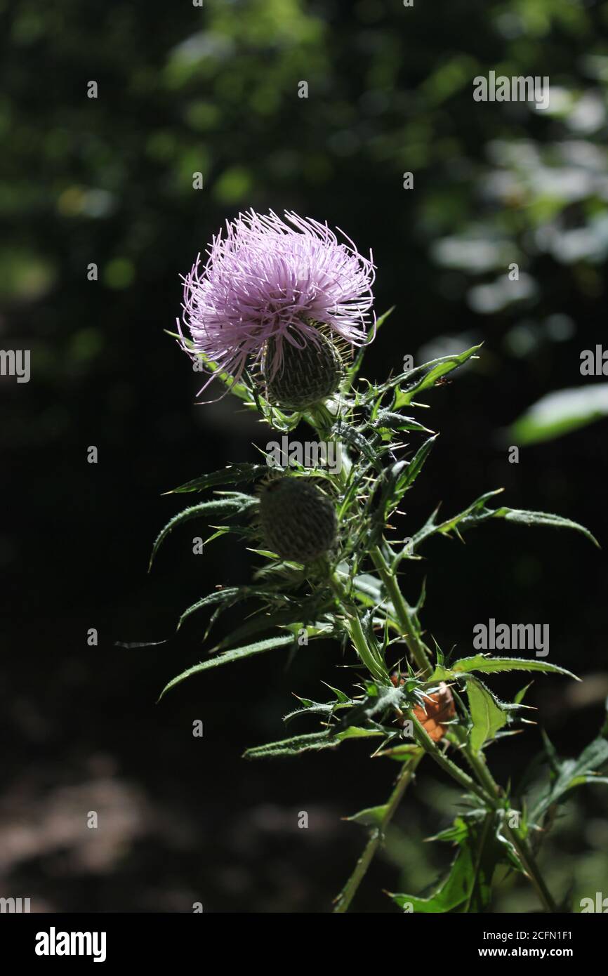 A purple milk thistle flower growing in the fields Stock Photo - Alamy