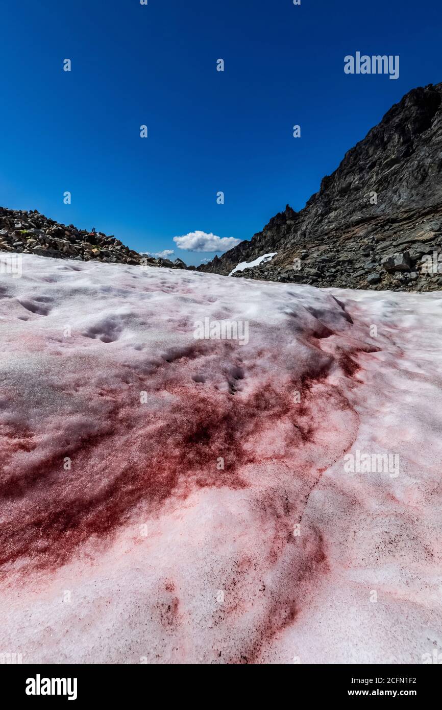 Watermelon Snow, Chlamydomonas nivalis, on a snowfield at Sahale ...