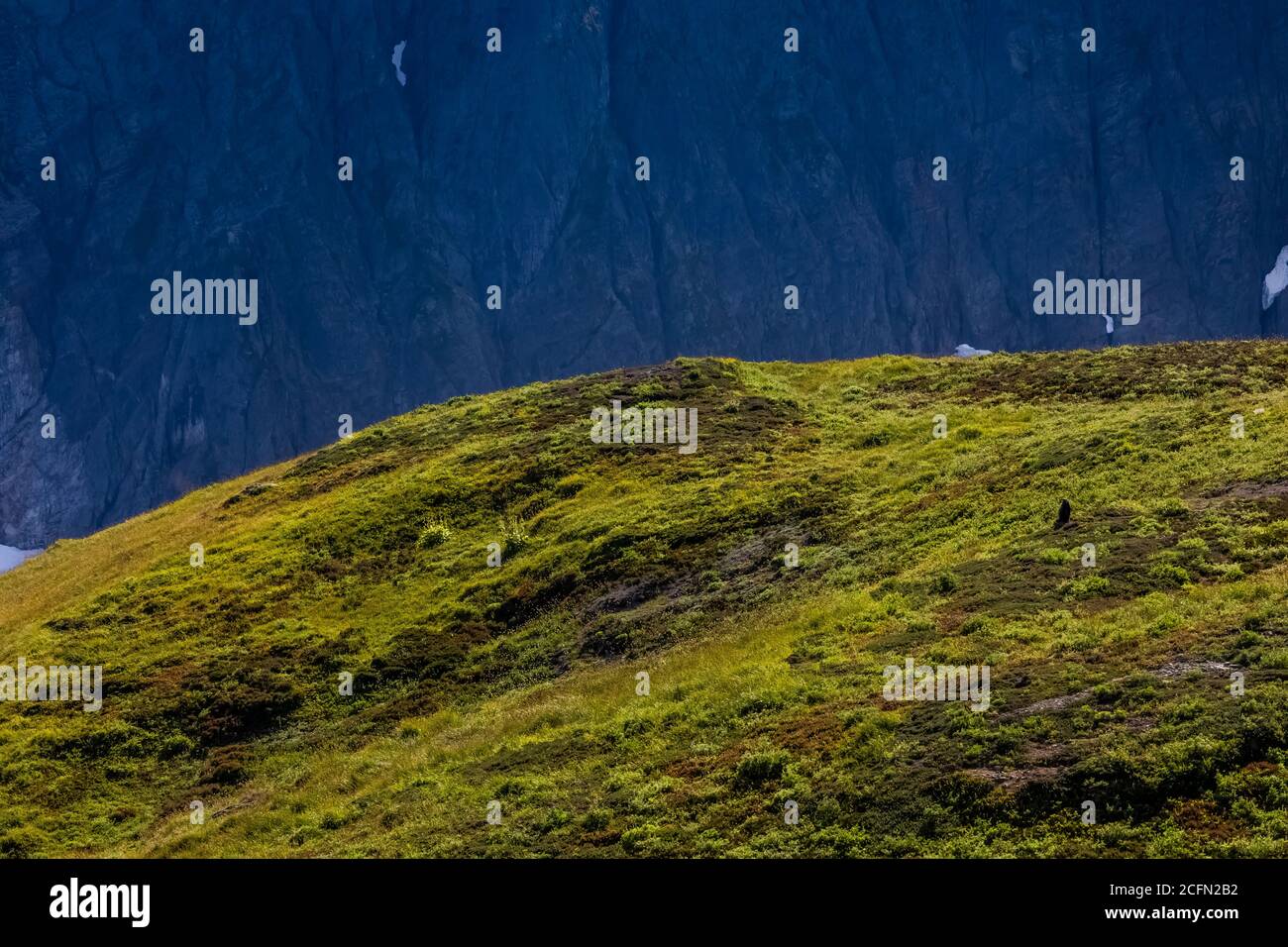 Subalpine meadow along Sahale Arm Trail with the shadowed cliffs of The ...