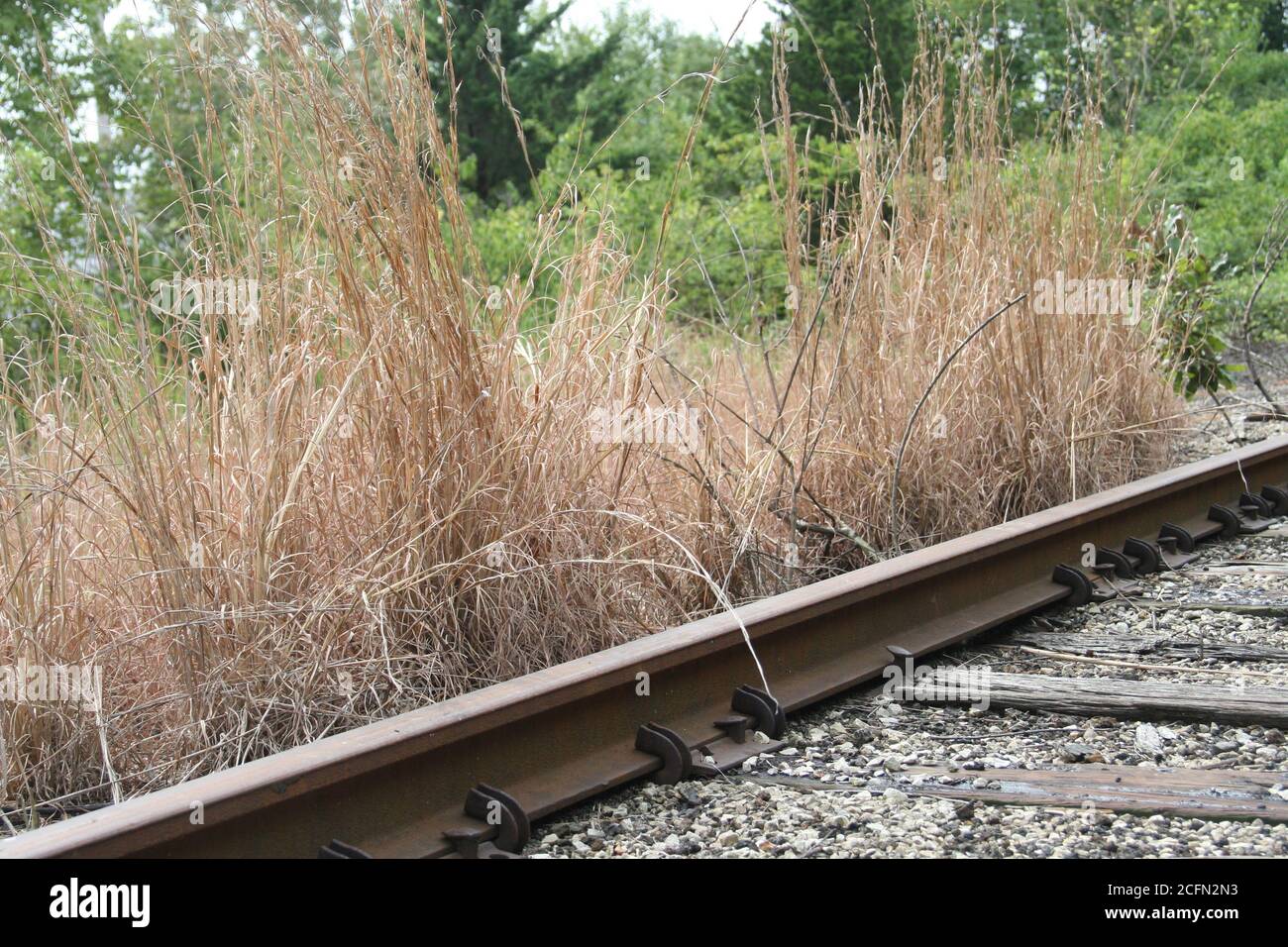 Scrub grass lined railroad tracks Stock Photo - Alamy